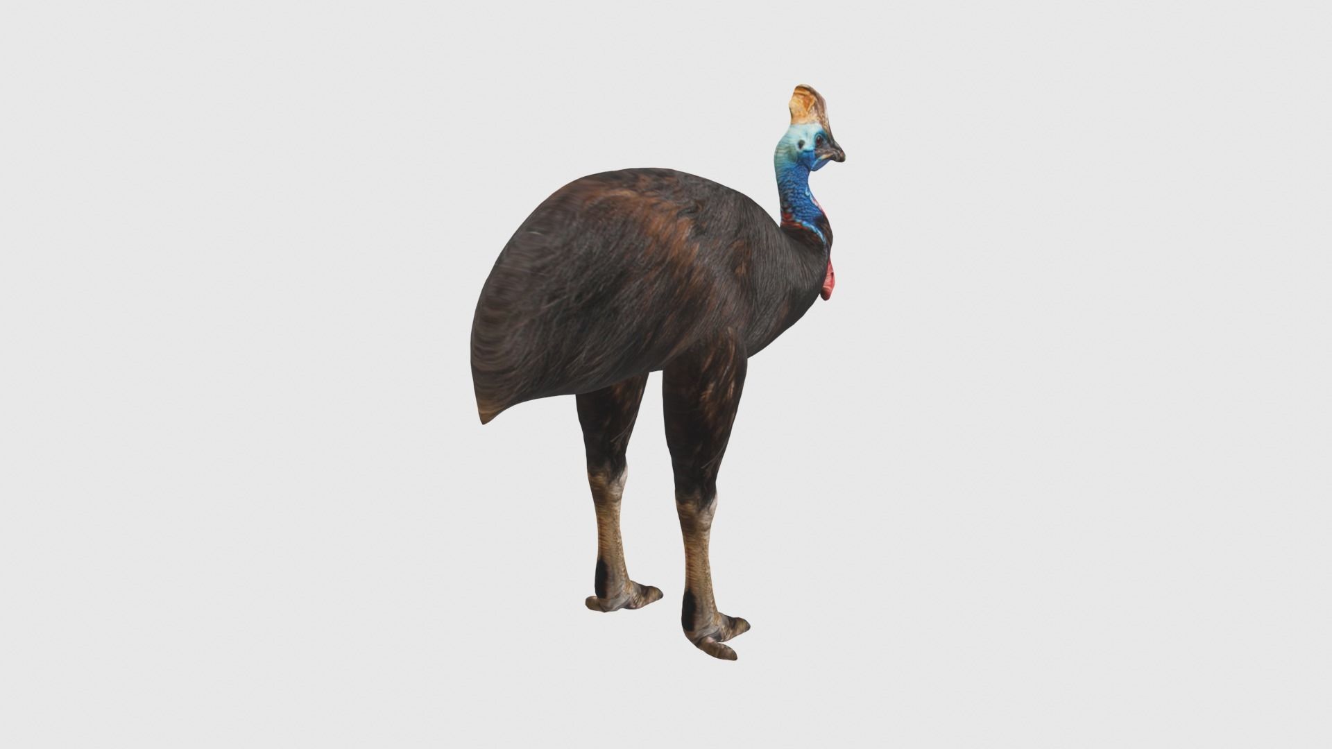 3D model Low Poly Cassowary Rigged With Realistic Texture VR / AR / low ...
