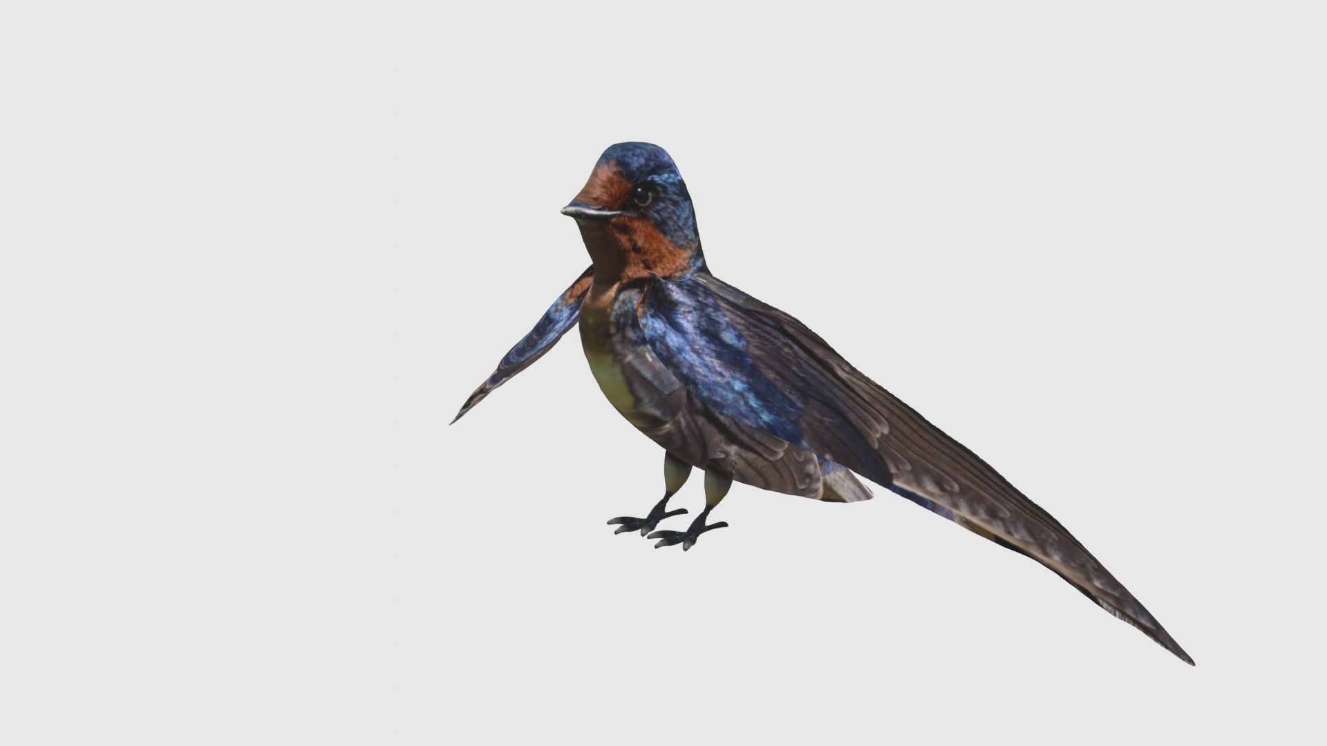 3D model Low Poly Swallow Rigged With Realistic Texture VR / AR / low ...