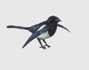 Magpie 3D Models | CGTrader