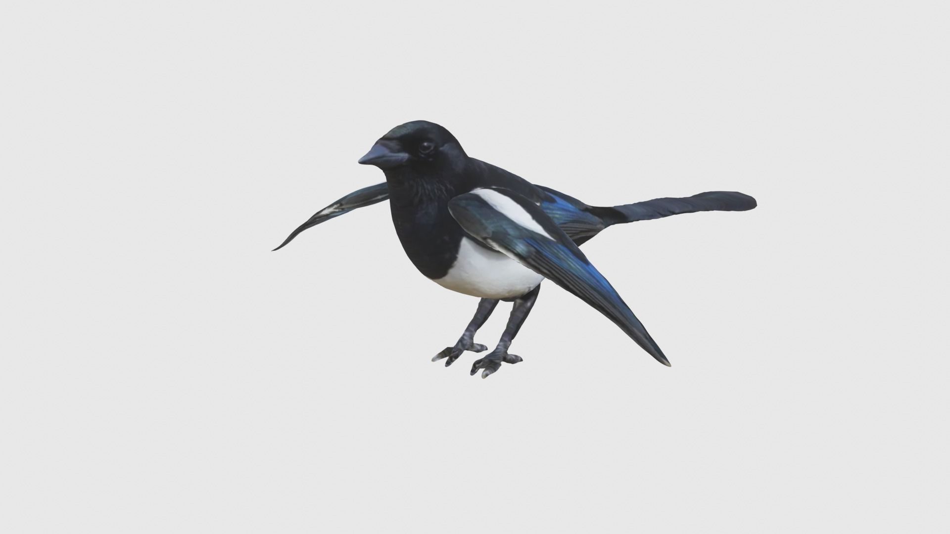3D model Low Poly Magpie Rigged With Realistic Texture VR / AR / low ...