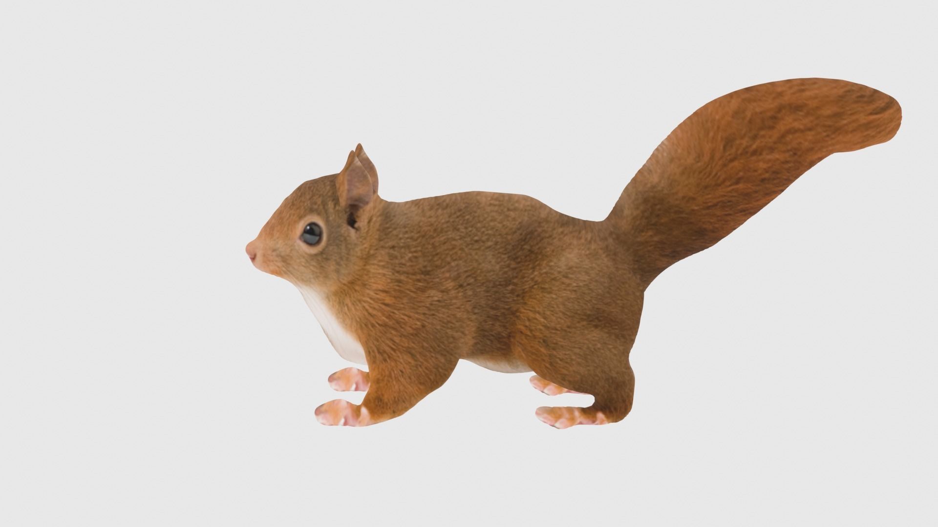 3D model Low Poly Squirrel Rigged With Realistic Texture VR / AR / low ...
