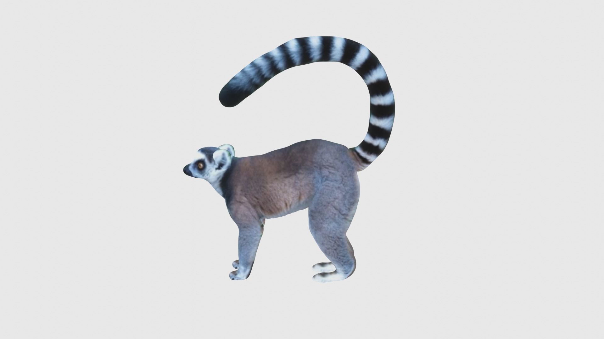 Low Poly Lemur Rigged With Realistic Texture 3D model rigged | CGTrader