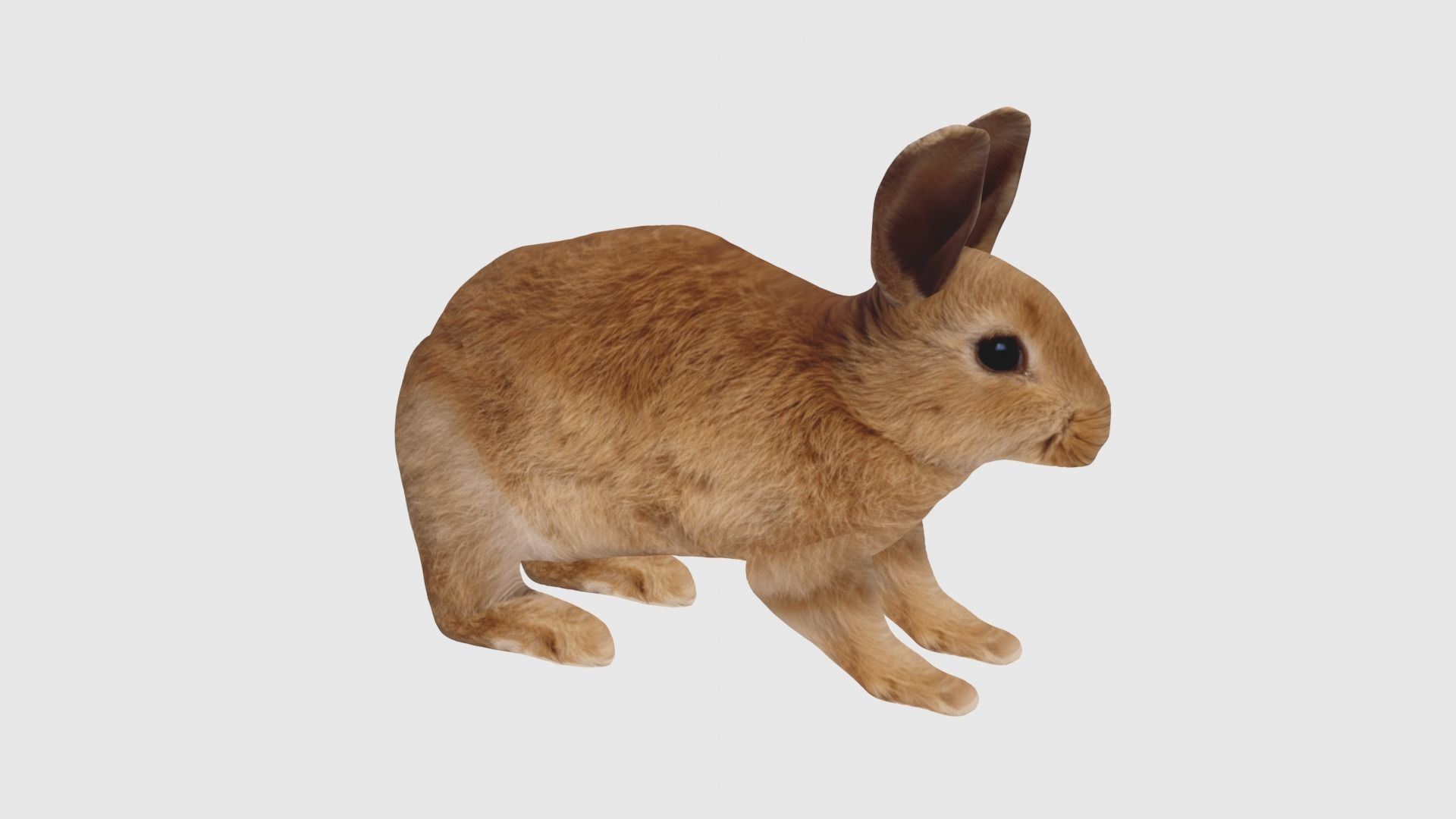 Low Poly Rabbit Rigged With Realistic Texture 3D model rigged | CGTrader