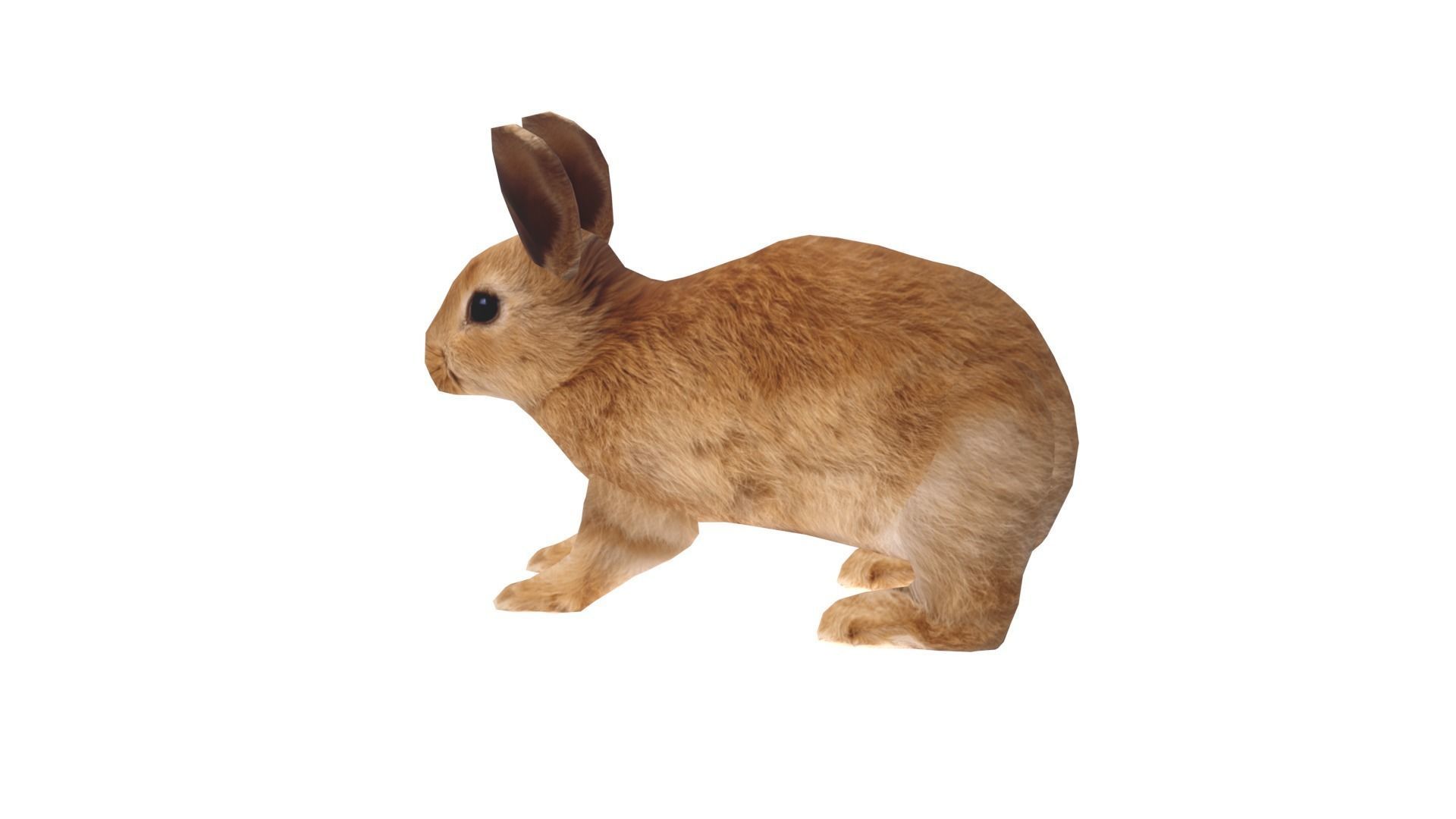 Low Poly Rabbit Rigged With Realistic Texture 3D model rigged | CGTrader