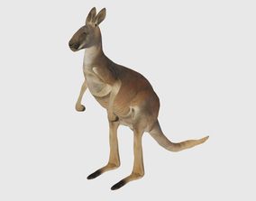 Kangaroo 3D Models | CGTrader