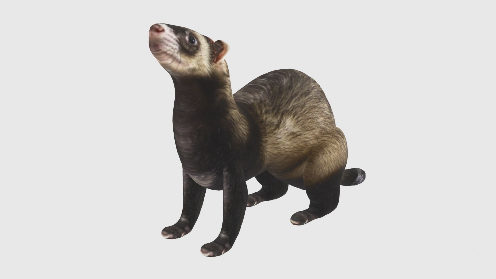 Low Poly Ferret Rigged With Realistic Texture 3D model rigged | CGTrader