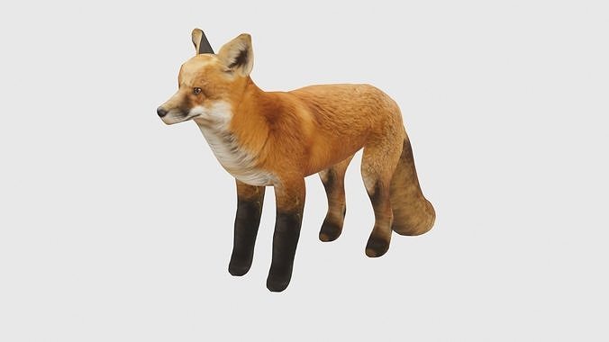 Low Poly Fox Rigged With Realistic Texture 3D model rigged | CGTrader