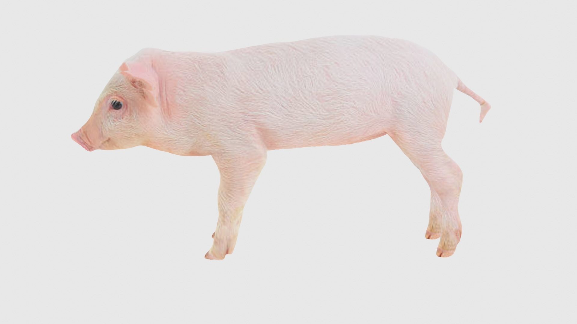 Low Poly Pig Rigged With Realistic Texture 3D model rigged | CGTrader