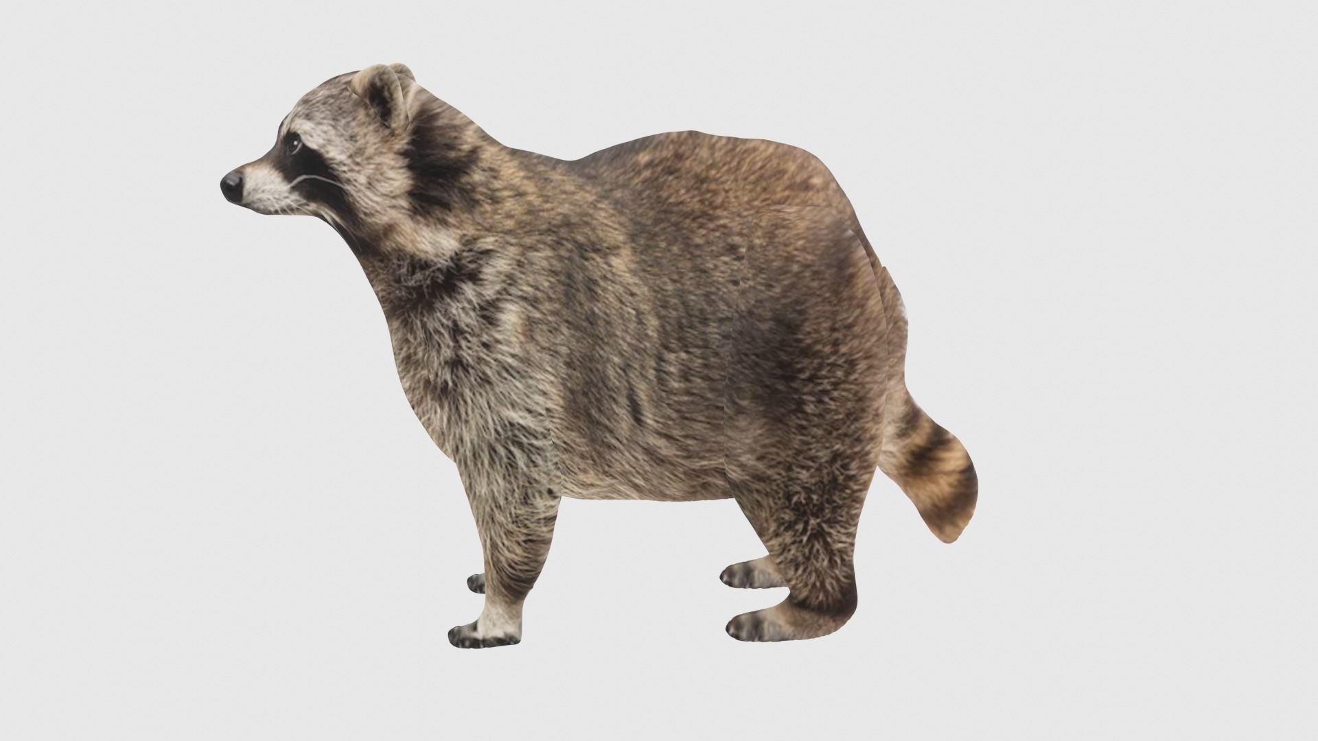 Low Poly Raccoon Rigged With Realistic Texture 3D model rigged | CGTrader