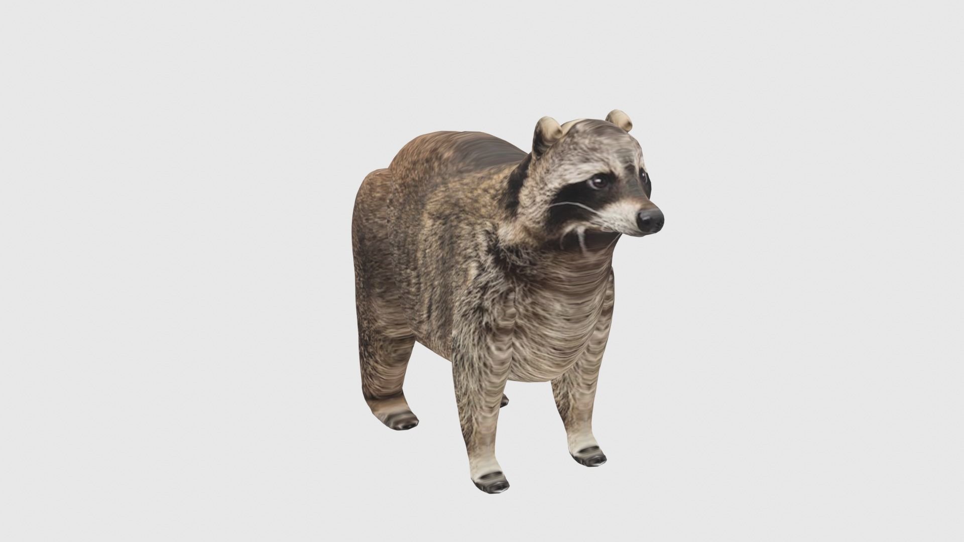 Low Poly Raccoon Rigged With Realistic Texture 3D model rigged | CGTrader