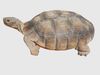 Low Poly Tortoise Rigged With Realistic Texture 3D model rigged | CGTrader