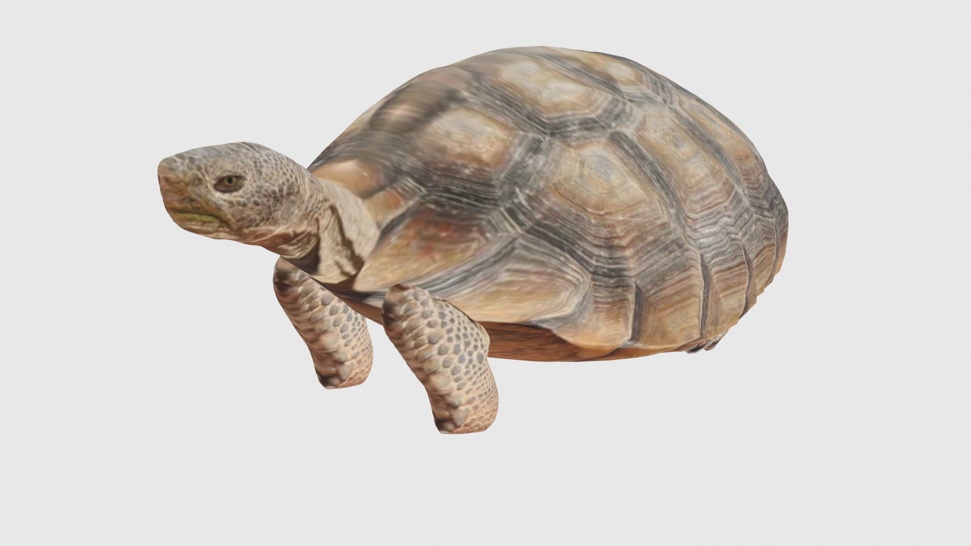 Low Poly Tortoise Rigged With Realistic Texture 3D model rigged | CGTrader