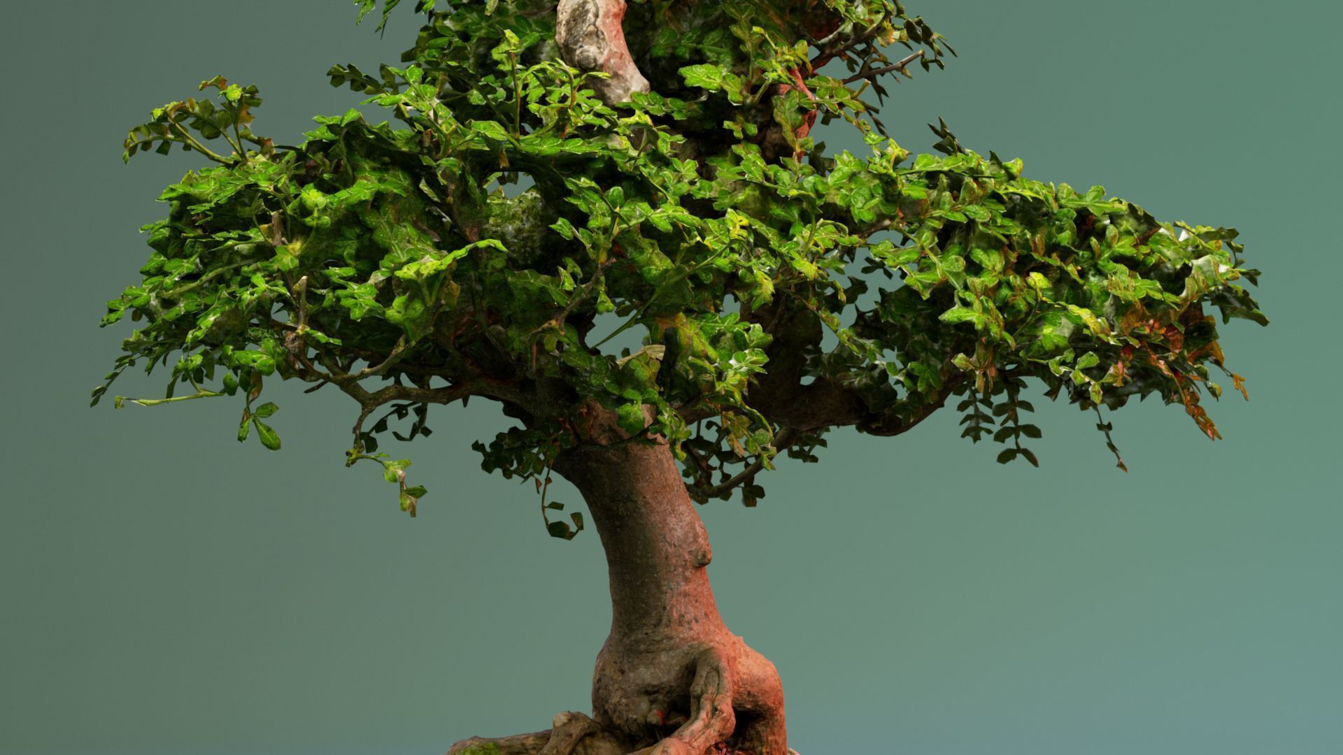 Enchanted Tree 9 3D model | CGTrader