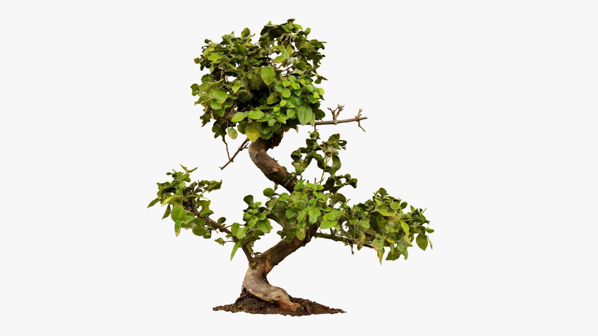 Enchanted Tree 6 3D model | CGTrader