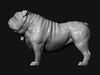 Bulldog model 3D model 3D printable | CGTrader