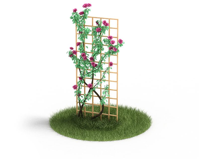 3D Garden Climbing Rose | CGTrader