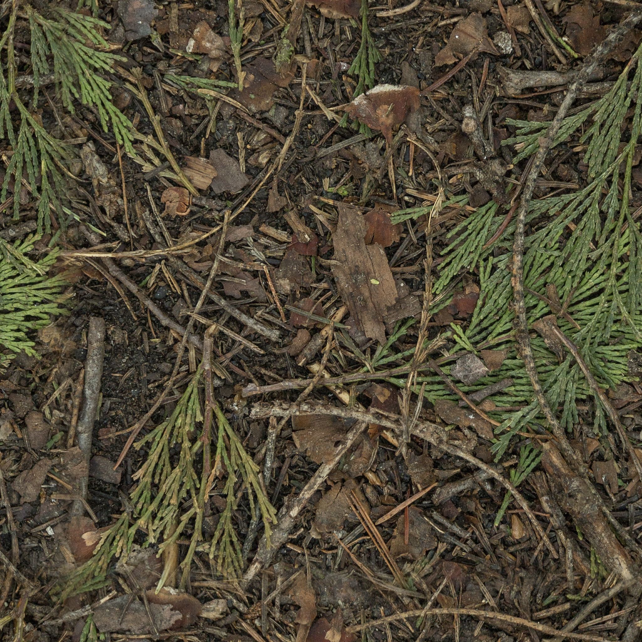 Pine Needles 2 Texture | CGTrader