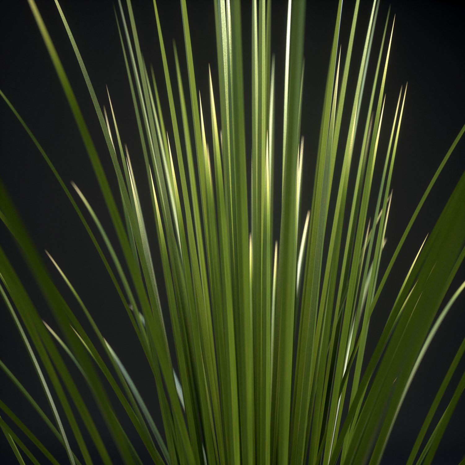 Toothless Desert Spoon Dasylirion quadrangulatum 3D model | CGTrader