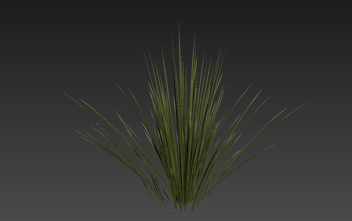 Toothless Desert Spoon Dasylirion quadrangulatum 3D model | CGTrader