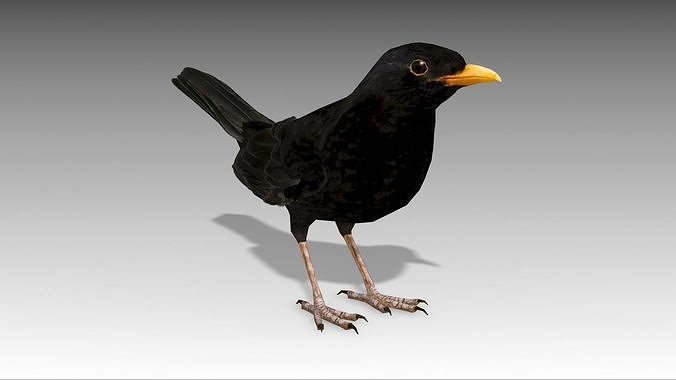 3D model Blackbird bird VR / AR / low-poly rigged animated | CGTrader