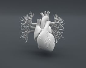 Heart 3D Models | CGTrader