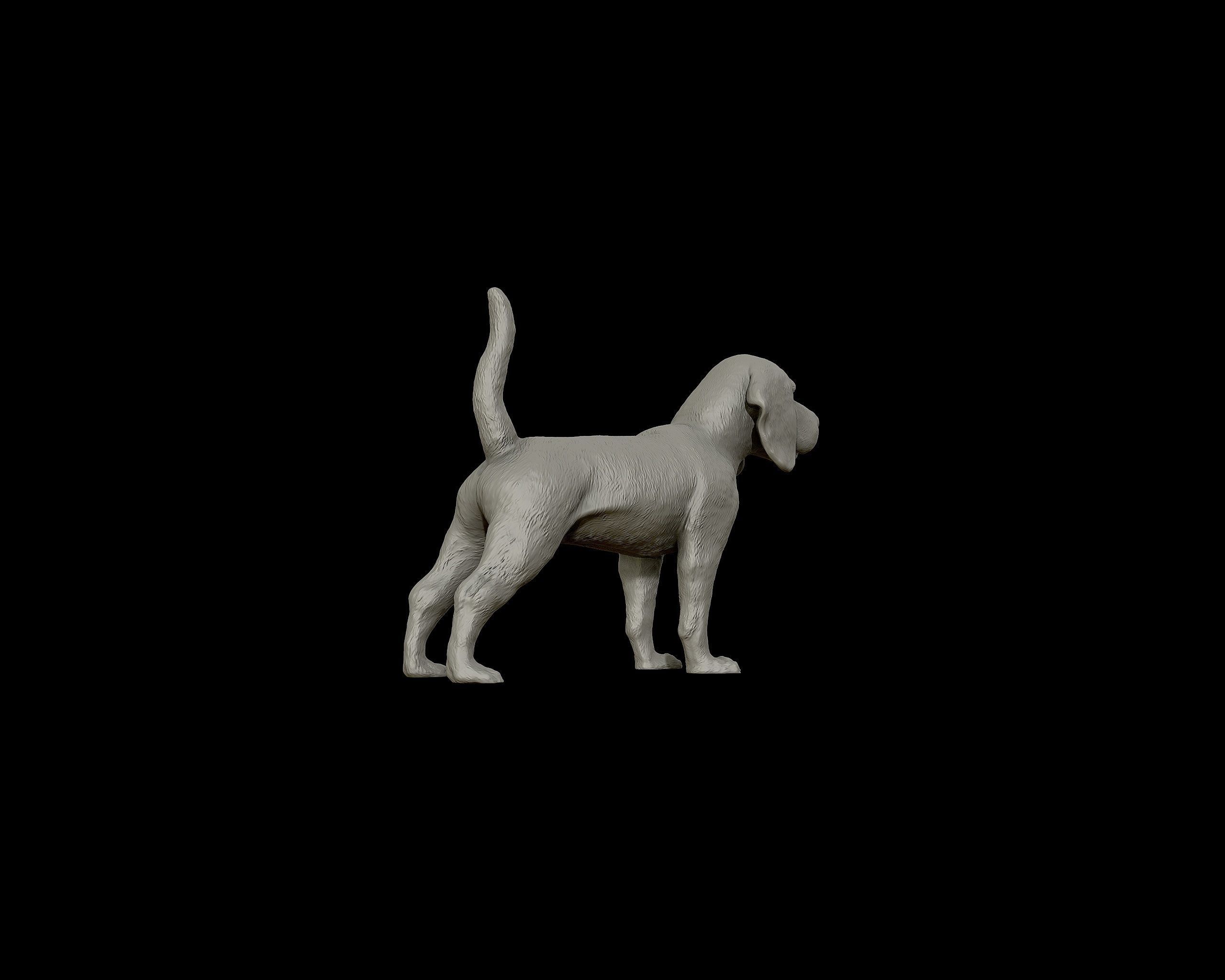Beagle model 3D print model dog 3D model 3D printable | CGTrader
