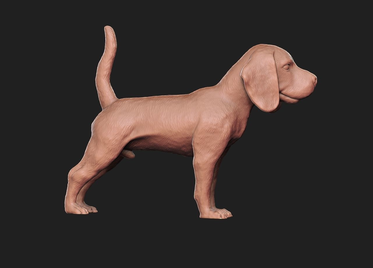 Beagle model 3D print model dog 3D model 3D printable | CGTrader