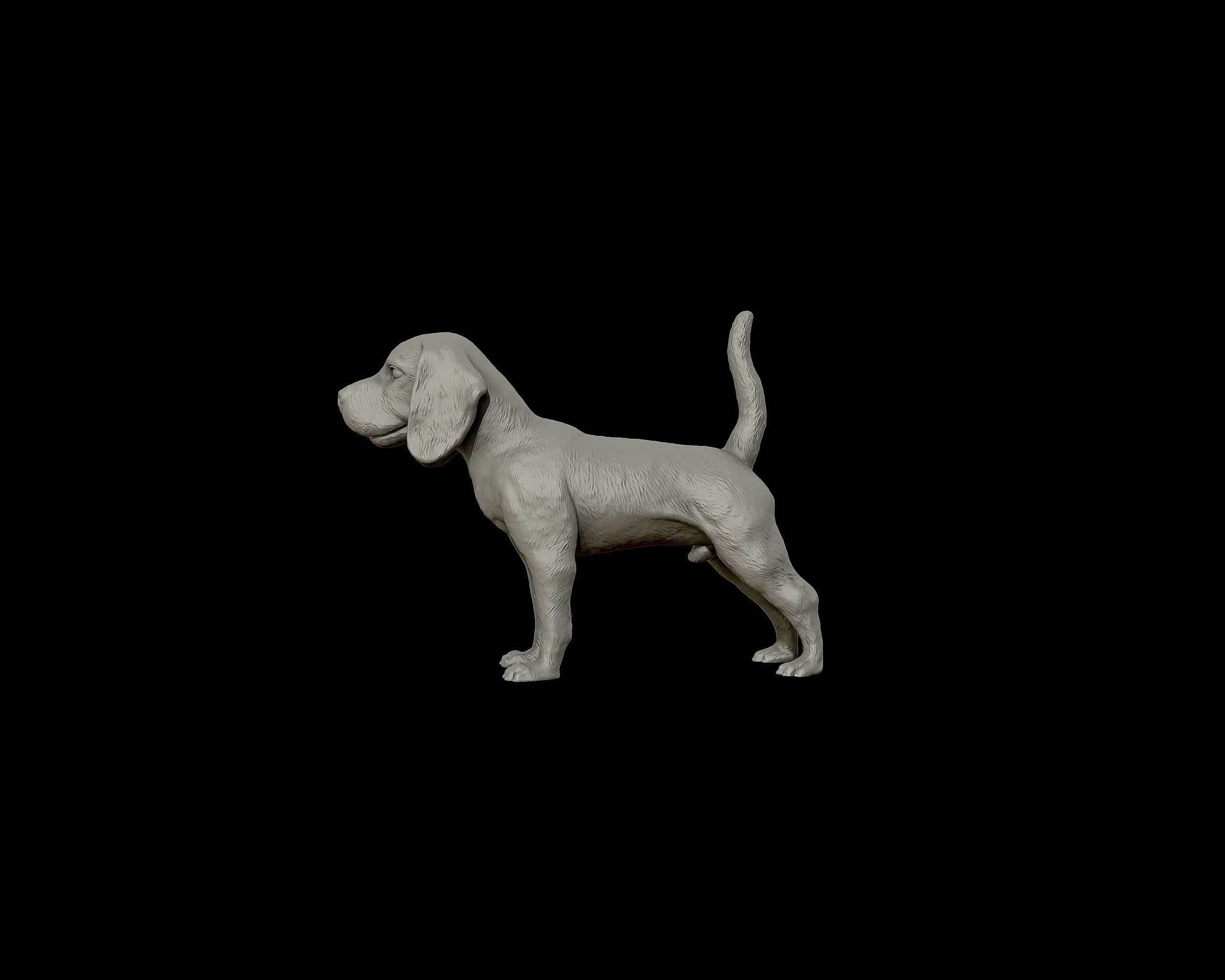 Beagle model 3D print model dog 3D model 3D printable | CGTrader