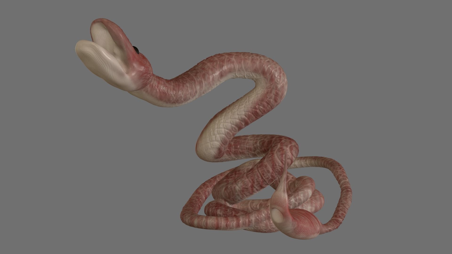 Birthing Snake 3D file free 3D model 3D printable | CGTrader