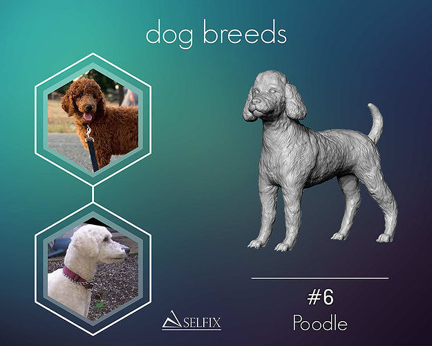 Poodle model 3D model 3D printable | CGTrader