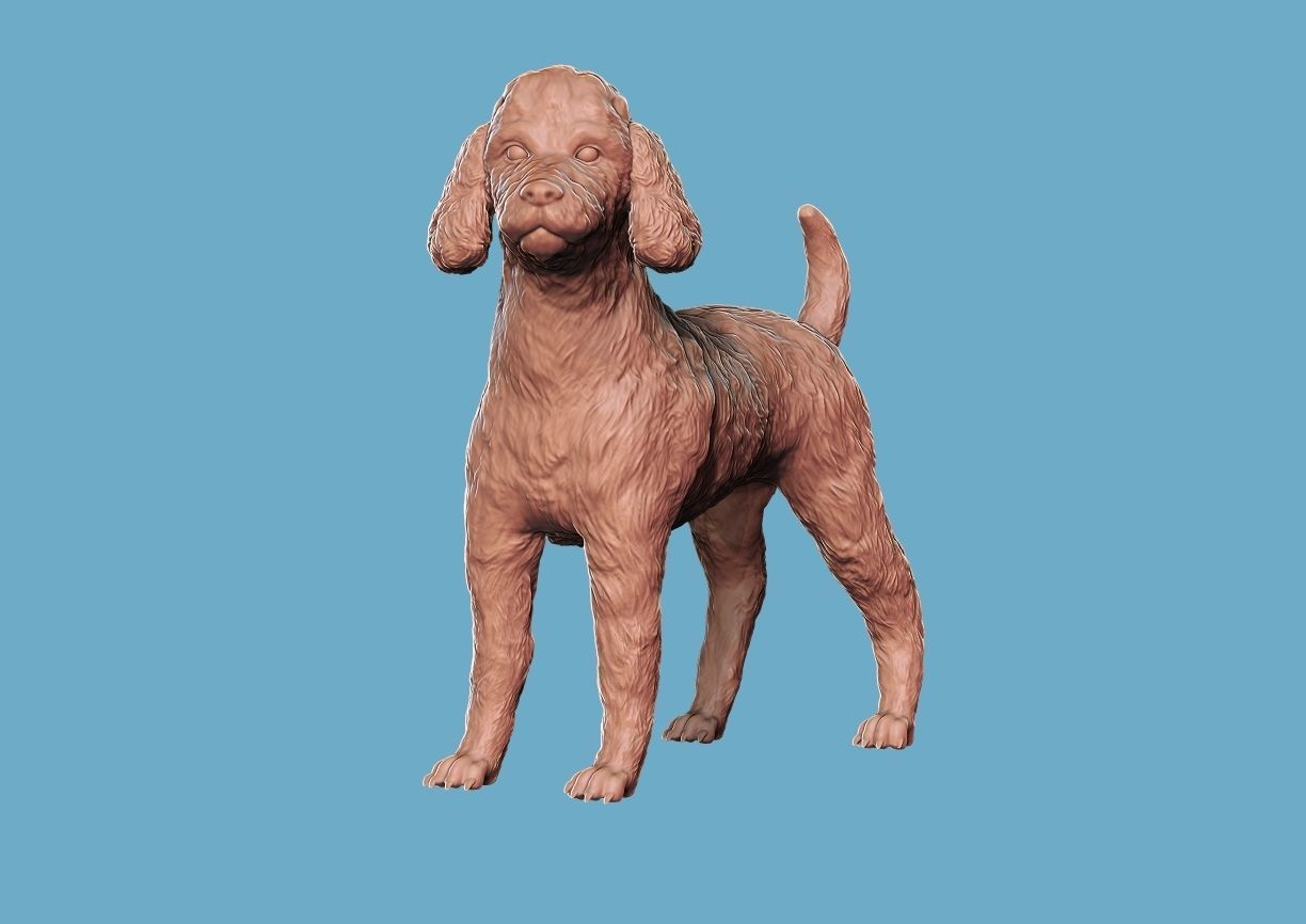 Poodle model dog 3D model 3D printable | CGTrader