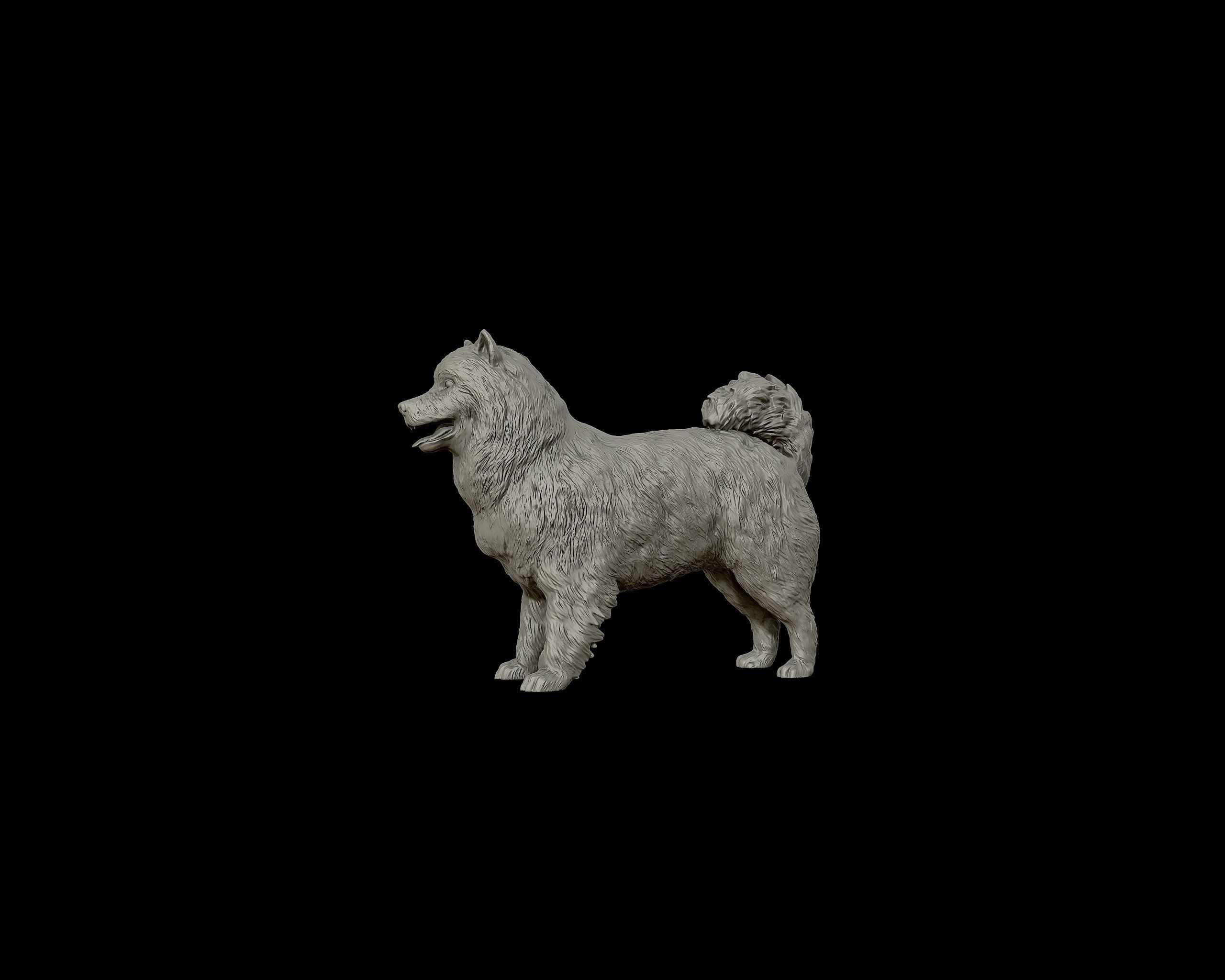 Samoyed model dog 3D model 3D printable | CGTrader