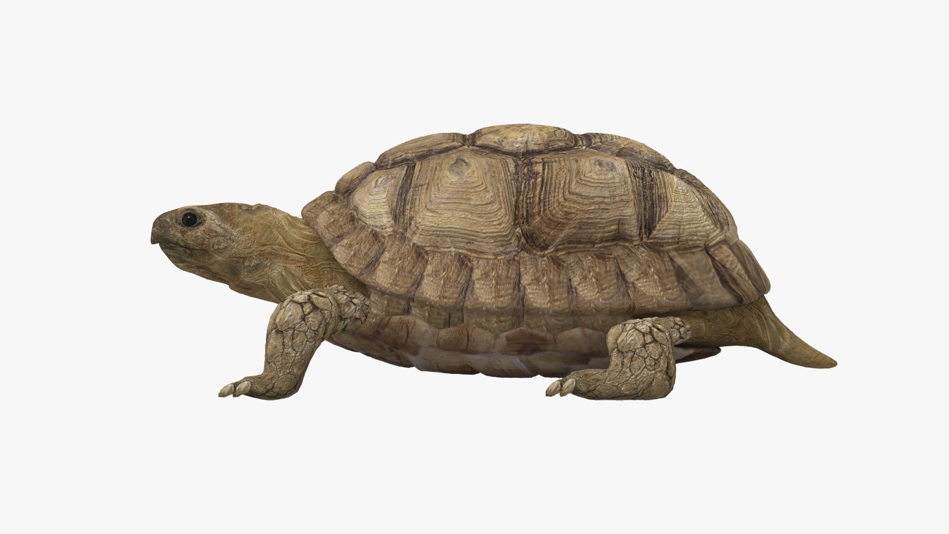 Tortoise High Resolution 3d animal model 3D model | CGTrader