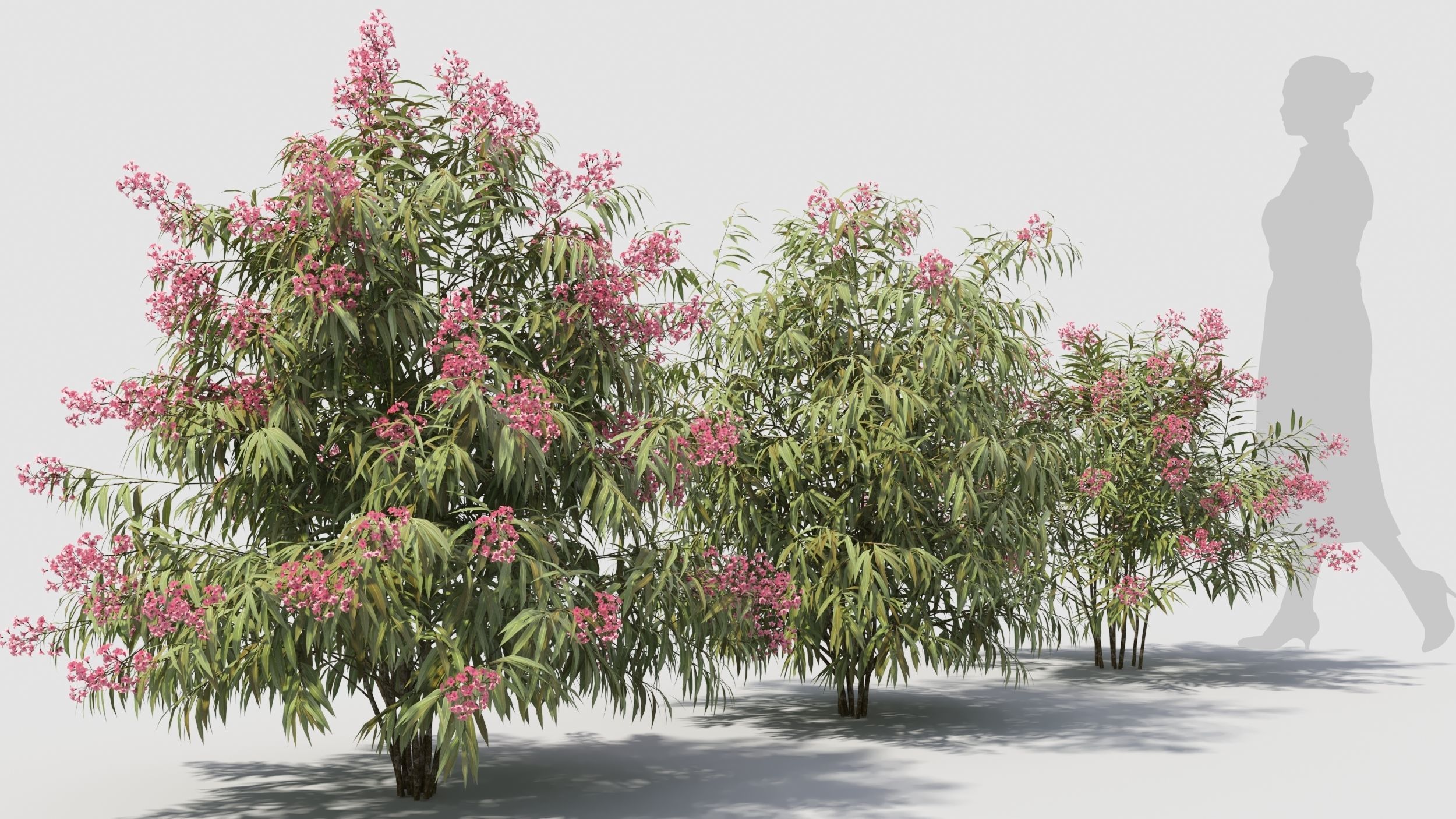 Nerium oleander 3D model | CGTrader