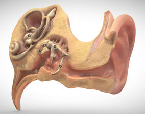 Low-poly Ear 3D Models | CGTrader