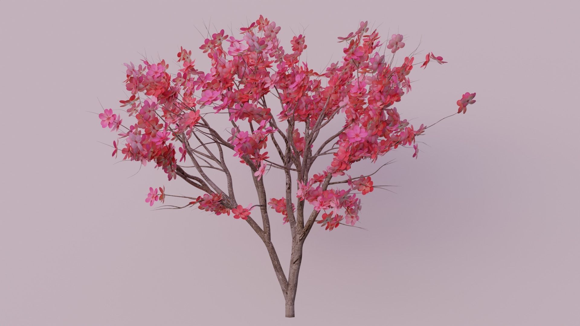 3D model Japanese Cherry tree VR / AR / low-poly | CGTrader