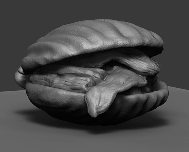 Clam Model shell 3D model 3D printable | CGTrader