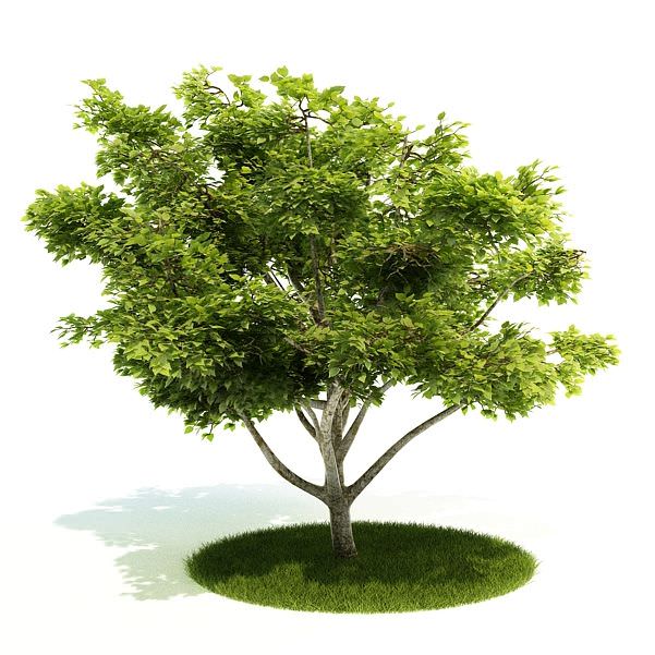 Small Green Tree 3D model | CGTrader