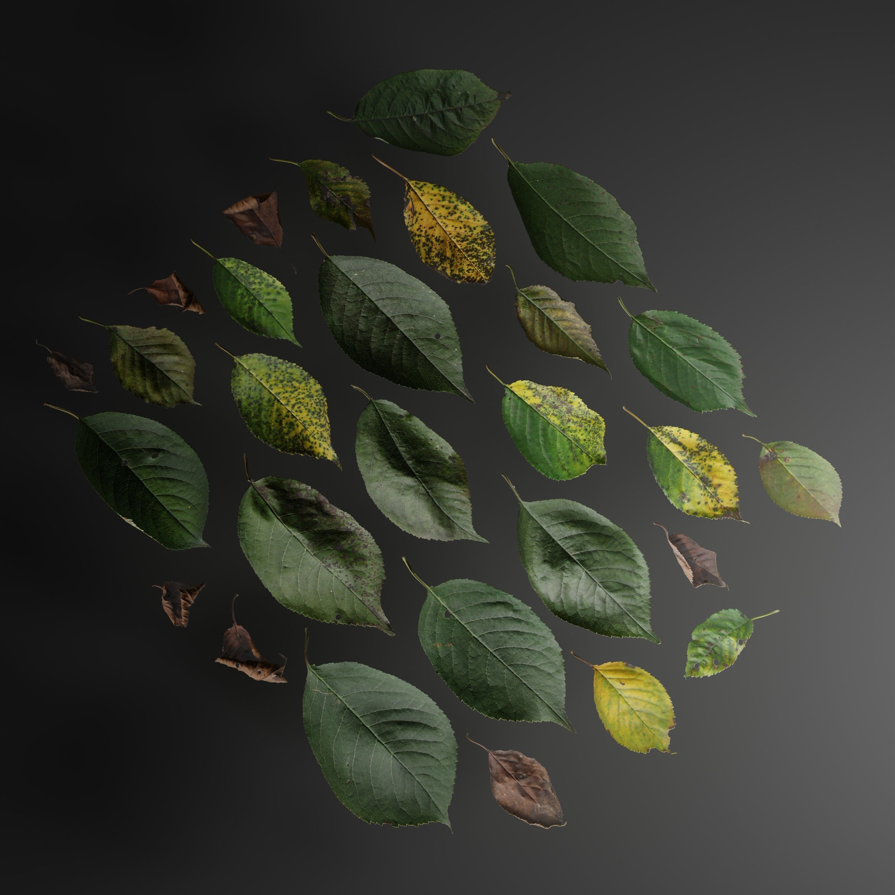 Garden trees leaves atlases Texture | CGTrader