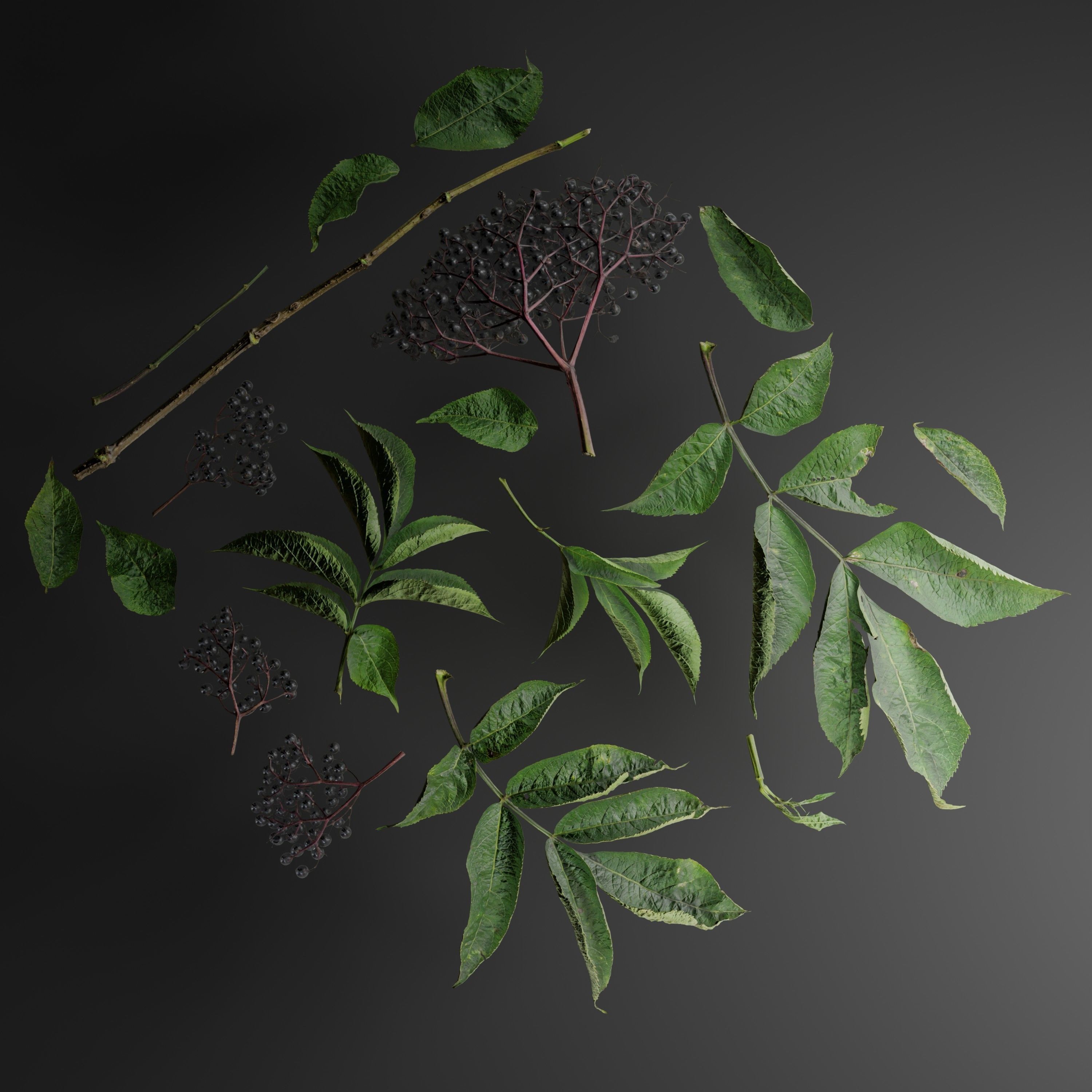 Garden trees leaves atlases Texture | CGTrader