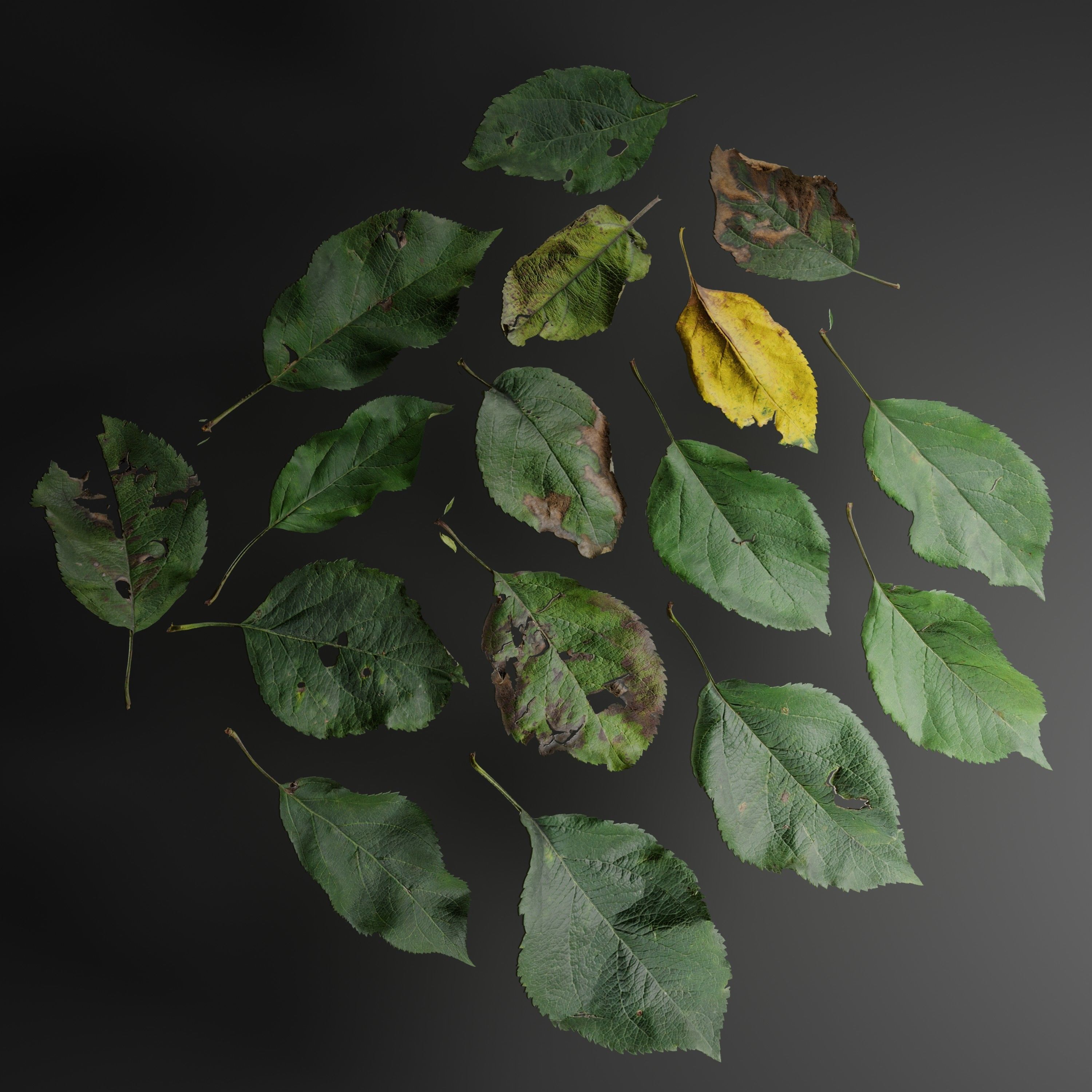 Garden trees leaves atlases Texture | CGTrader