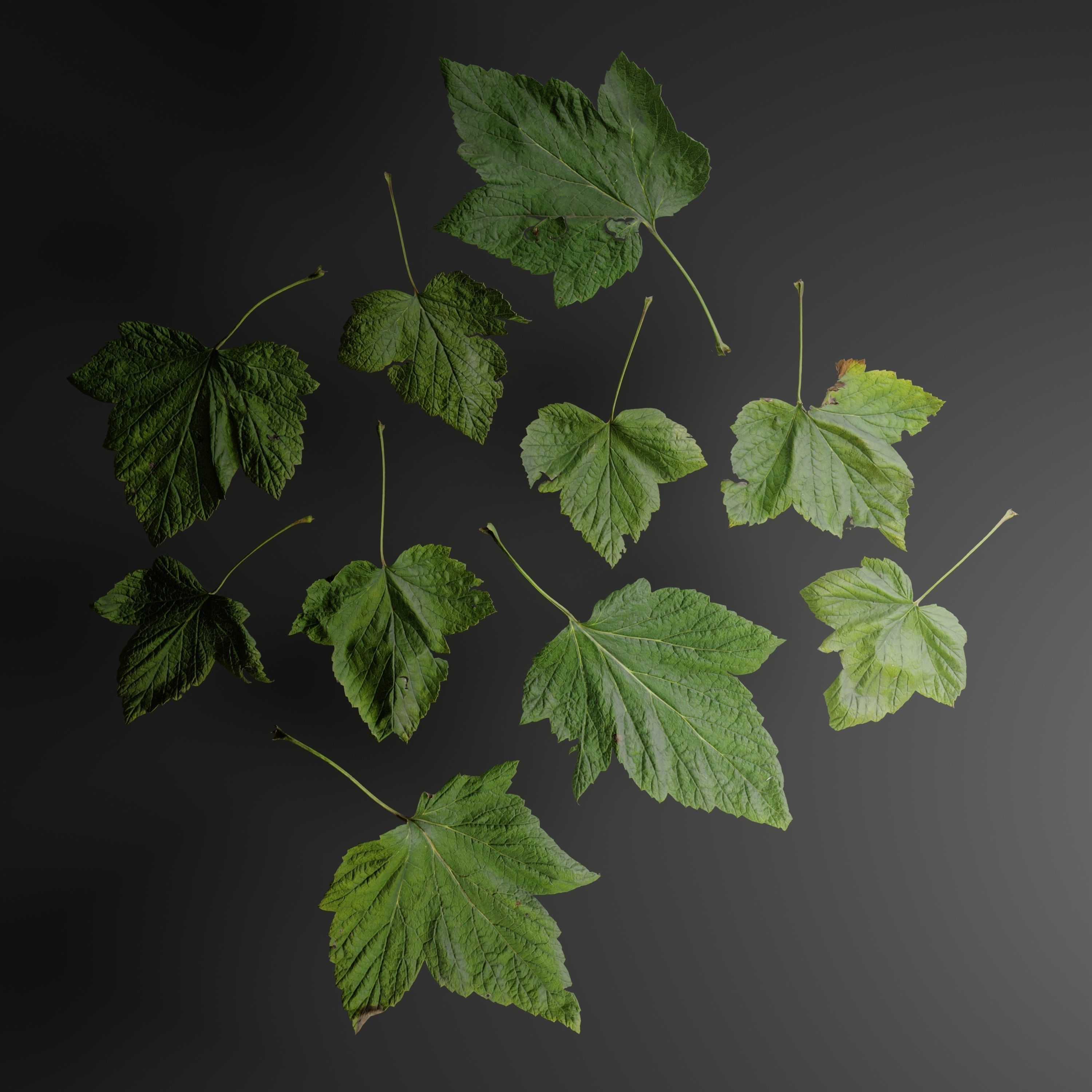 Garden trees leaves atlases Texture | CGTrader