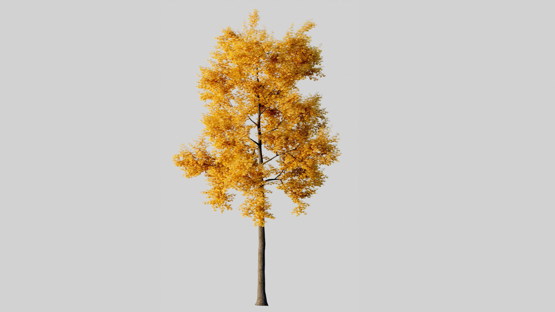 Gingko Tree 3D model | CGTrader