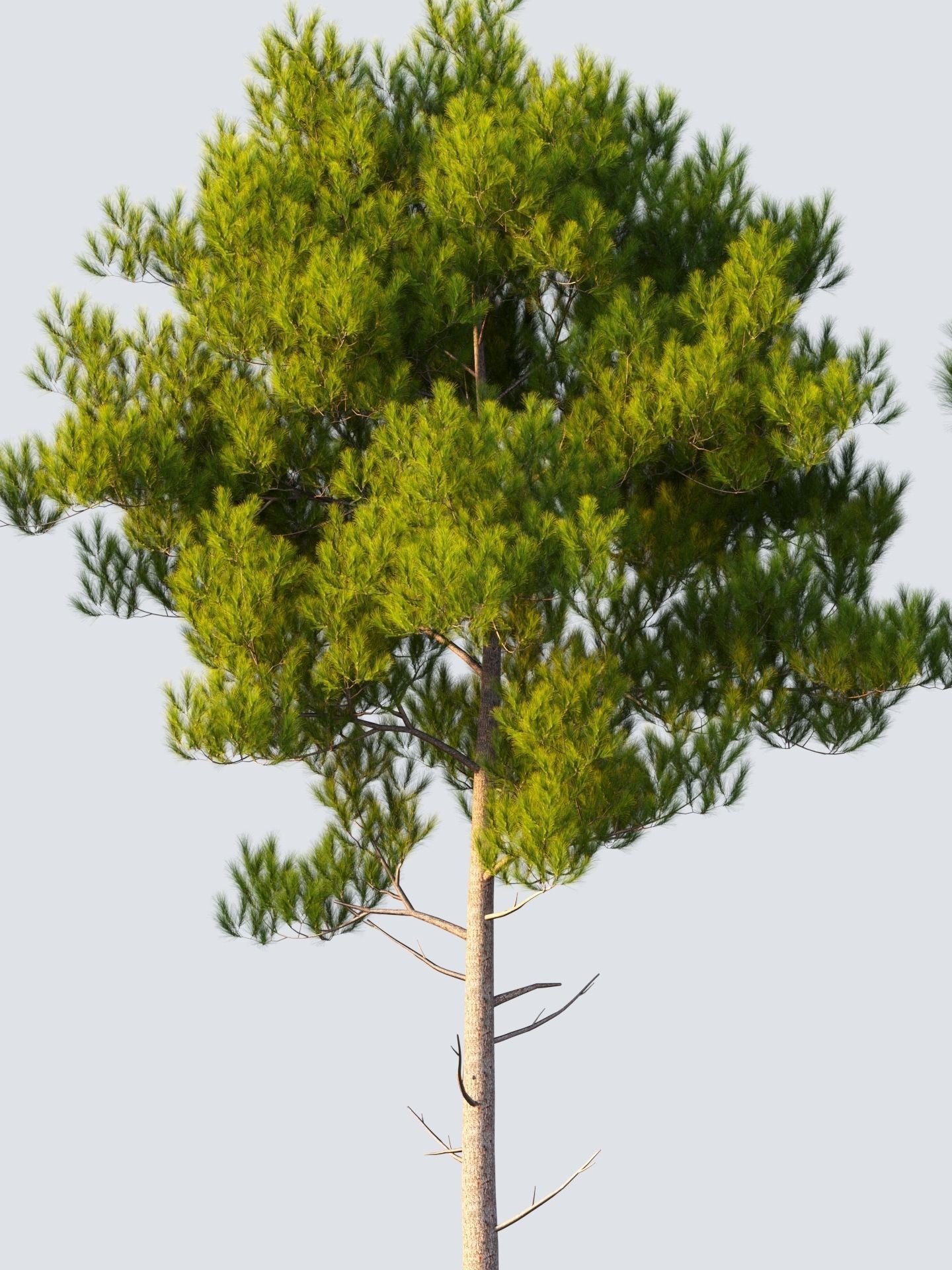 pinus 3D model | CGTrader