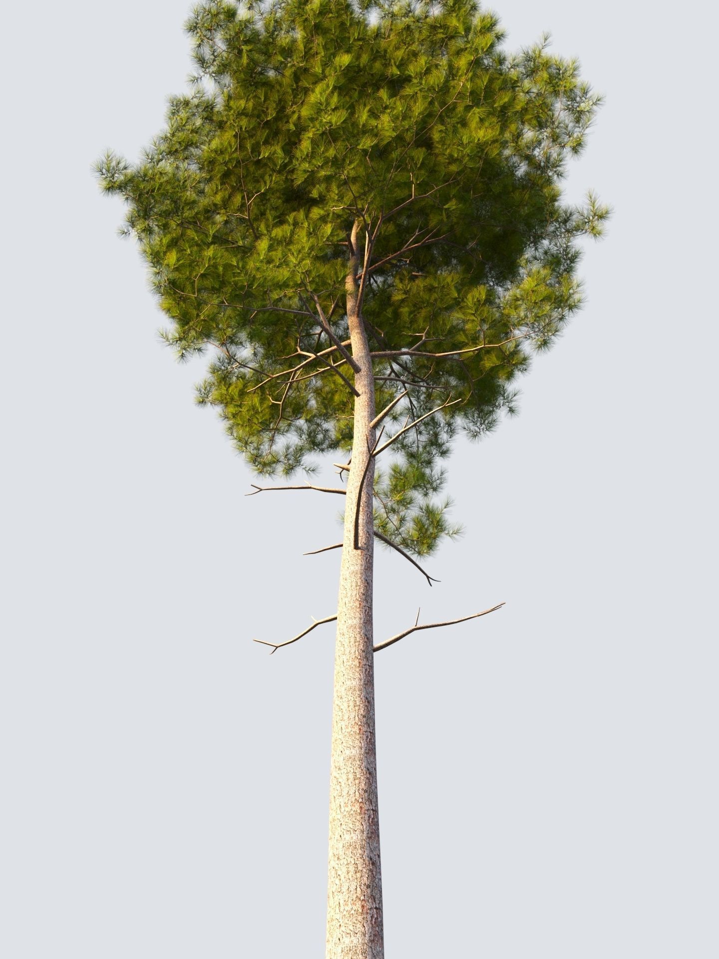 pinus pine tree 3D model | CGTrader
