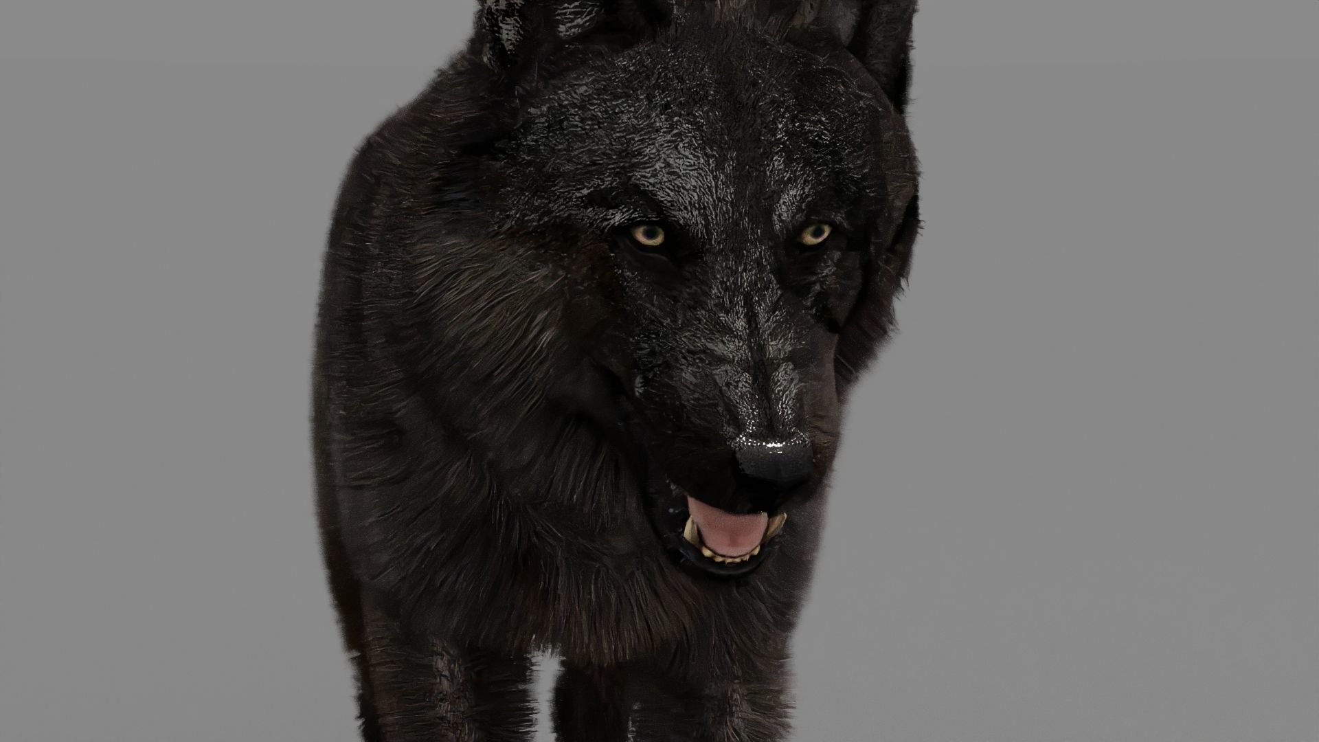 WOLF rigged character 3D model rigged | CGTrader