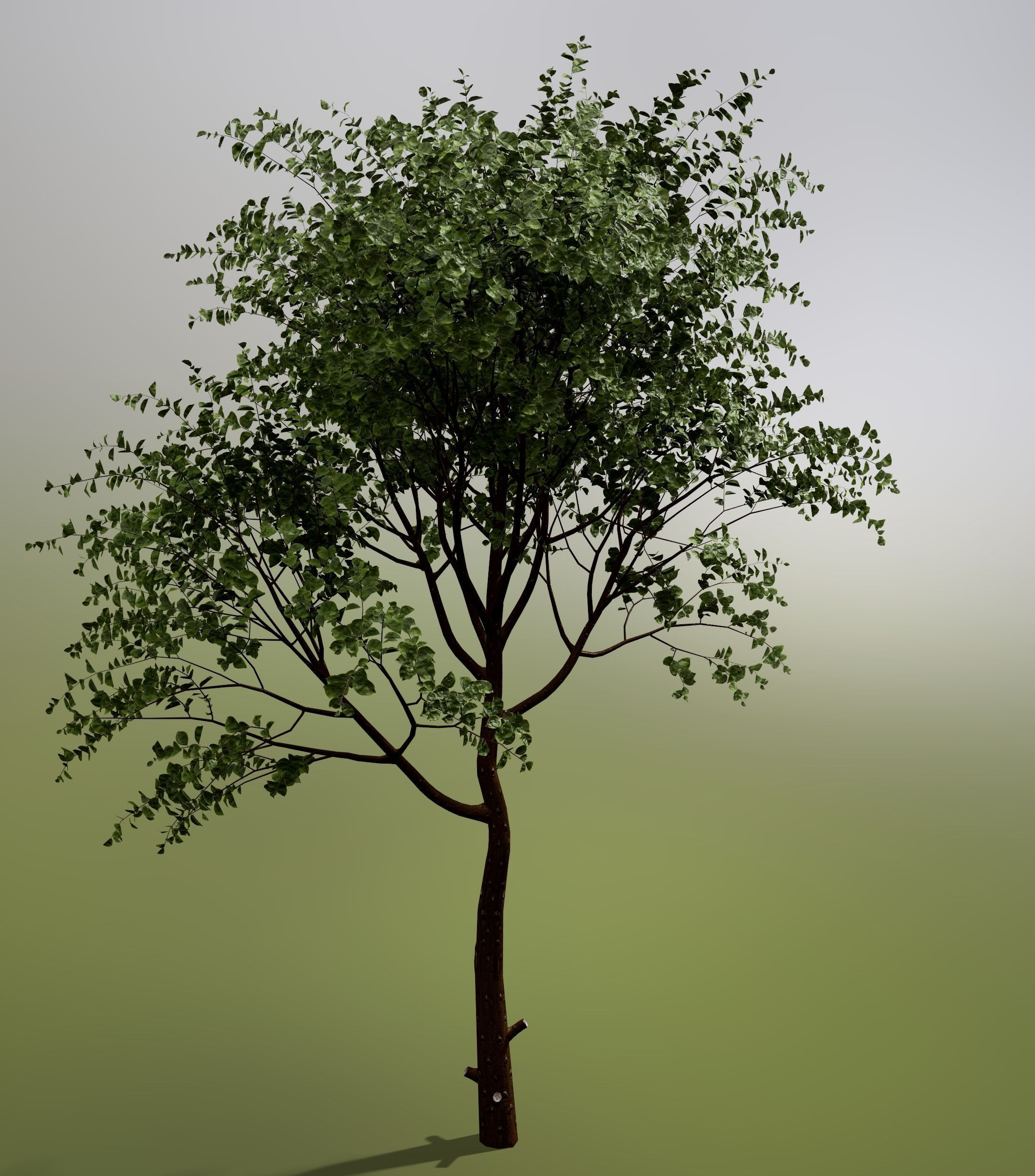 3D model Apple Fruit Tree Medium Poly 18 Different Tree 3D Models VR ...