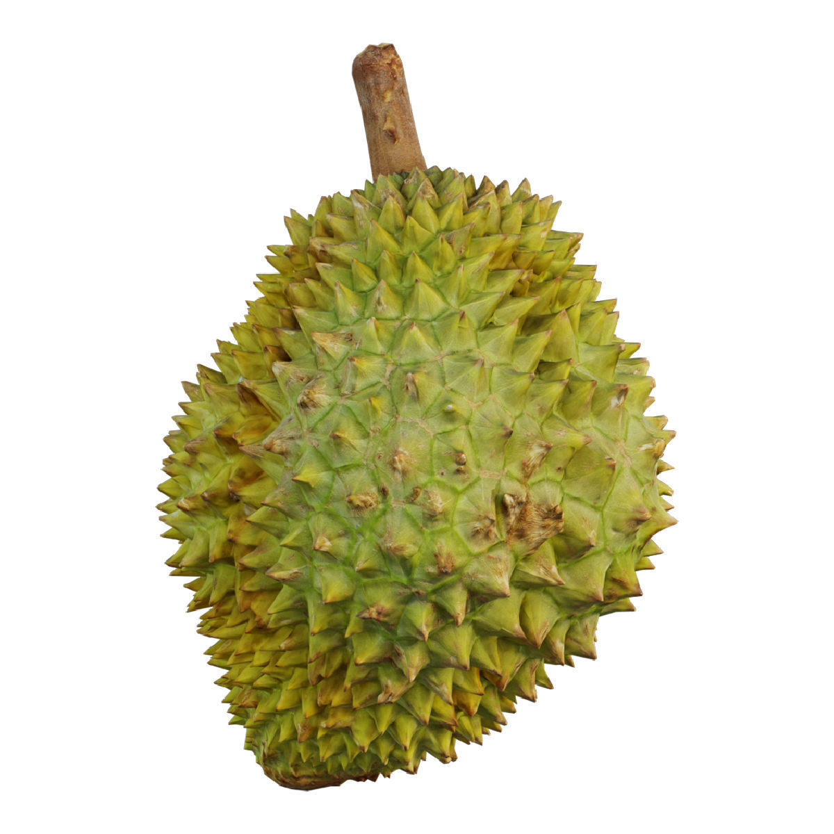 Durian 3D model | CGTrader