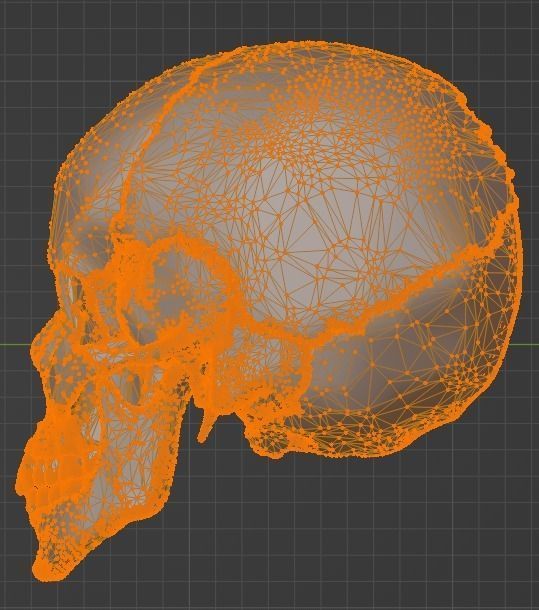 3d model of half skull with cranium and manidible 3D model | CGTrader