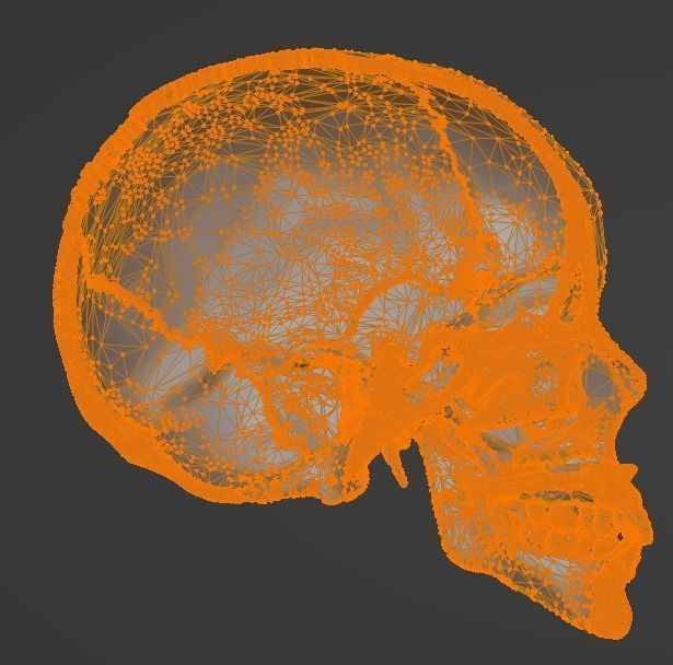 3d model of half skull with cranium and manidible 3D model | CGTrader